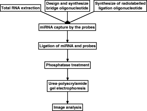 Splinted Ligation Method | SpringerLink