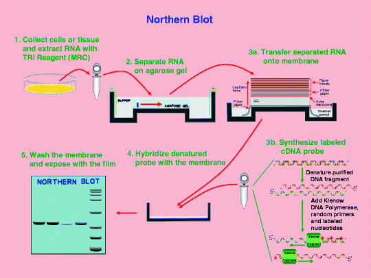 Northern Blotting and Its Variants for Detecting Expression and ...