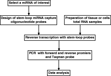 End-Point Stem-Loop Real-Time RT-PCR for miRNA Quantification | SpringerLink