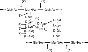 Bacterial Autolysins | SpringerLink