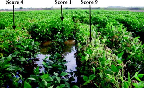 Improvement of Plant Waterlogging Tolerance | SpringerLink