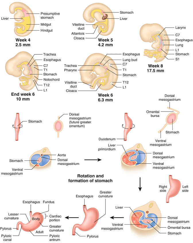 Embryology of the Stomach | SpringerLink