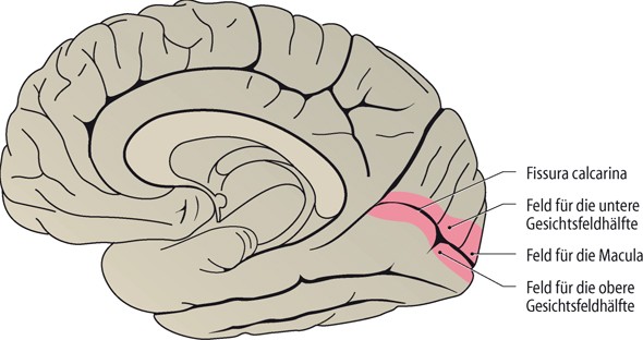 Sehbahn | SpringerLink