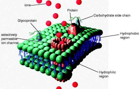 Bionic (Nano) Membranes | SpringerLink