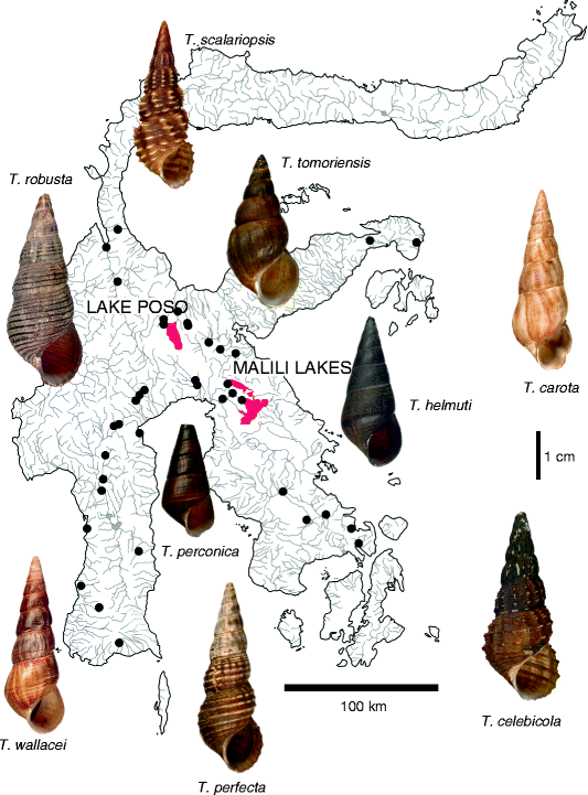 The Species Flocks of the Viviparous Freshwater Gastropod Tylomelania ...