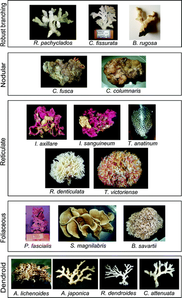 Distribution and Diversity of Erect Bryozoan Assemblages Along the ...