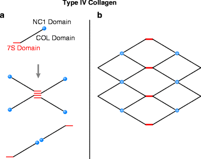 Collagens, Suprastructures, and Collagen Fibril Assembly | SpringerLink