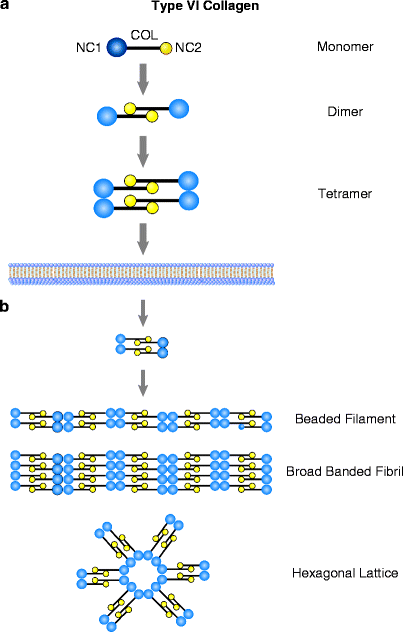 Collagens, Suprastructures, and Collagen Fibril Assembly | SpringerLink