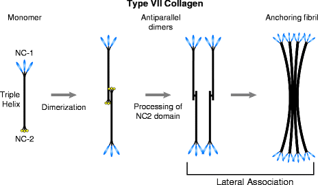 Collagens, Suprastructures, and Collagen Fibril Assembly | SpringerLink