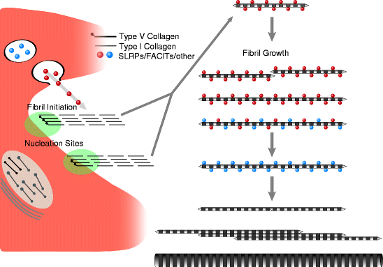 Collagens, Suprastructures, and Collagen Fibril Assembly | SpringerLink