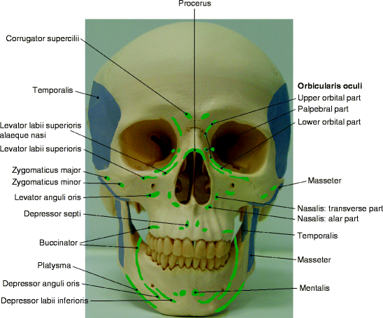 Facial Anatomy | SpringerLink