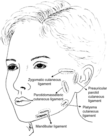 Anatomicohistologic Study of the Retaining Ligaments of the Face with ...