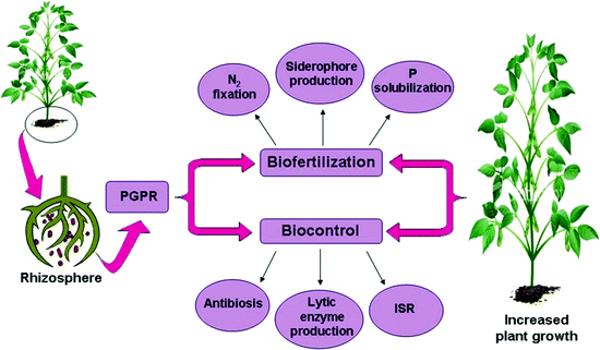 Bacillus as PGPR in Crop Ecosystem | SpringerLink