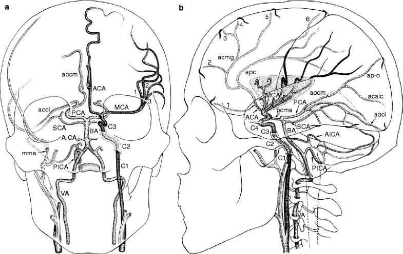 Vascularization of the Brain and Spinal Cord | SpringerLink