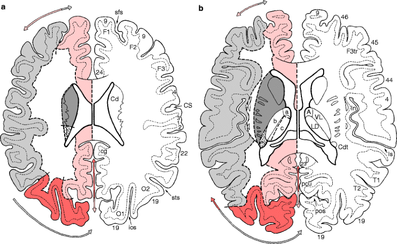 Vascularization of the Brain and Spinal Cord | SpringerLink