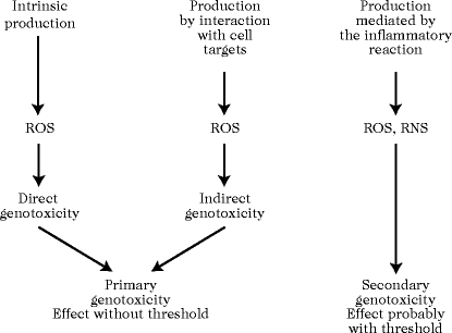 Nanoparticle Toxicity Mechanisms: Genotoxicity | SpringerLink