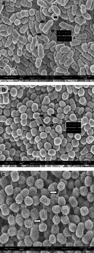 Functional Significance of Insect Gut Bacteria and Their Role in Host ...