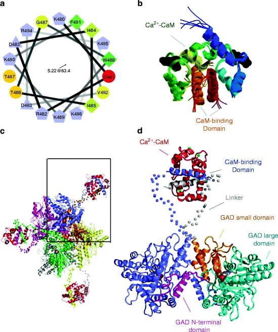 Decoding of Calcium Signal Through Calmodulin: Calmodulin-Binding ...