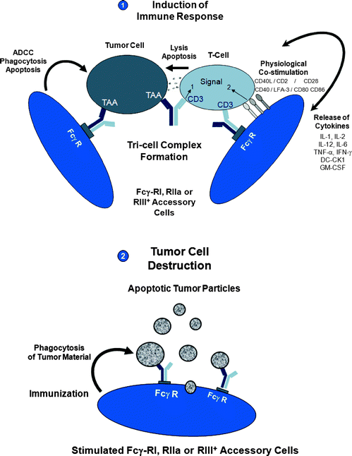 Trifunctional Triomab® Antibodies for Cancer Therapy | SpringerLink