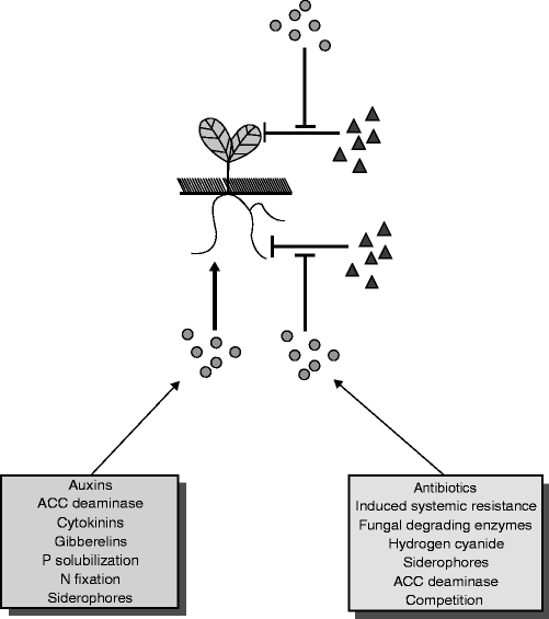 Mechanisms Used by Plant Growth-Promoting Bacteria | SpringerLink