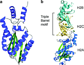 Structure and Function of RNase H Enzymes | SpringerLink