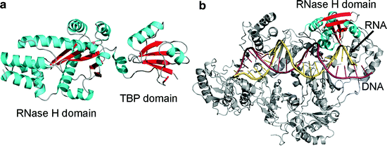 Structure and Function of RNase H Enzymes | SpringerLink