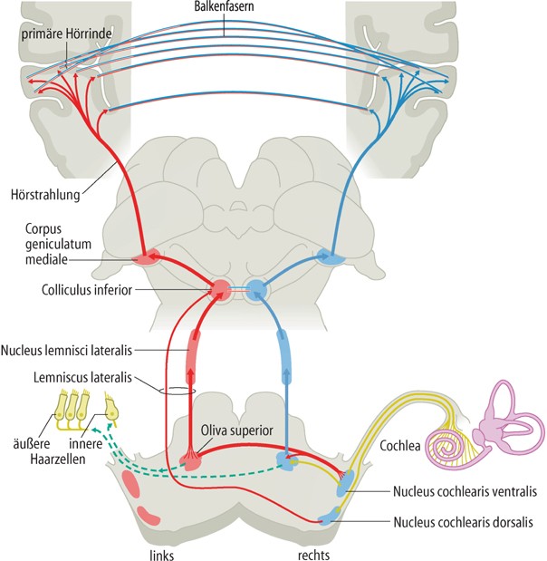 Anatomie und Physiologie | SpringerLink