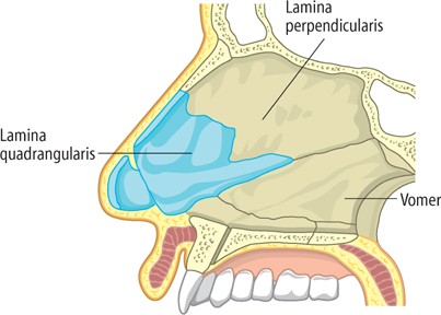 Anatomie und Physiologie | SpringerLink