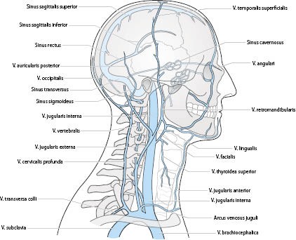 Venen der oberen Körperhälfte | SpringerLink