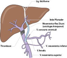 Pfortadersystem | SpringerLink
