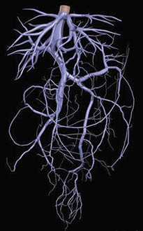 Pfortadersystem | SpringerLink