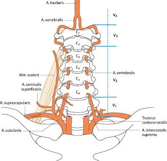 A. vertebralis | SpringerLink