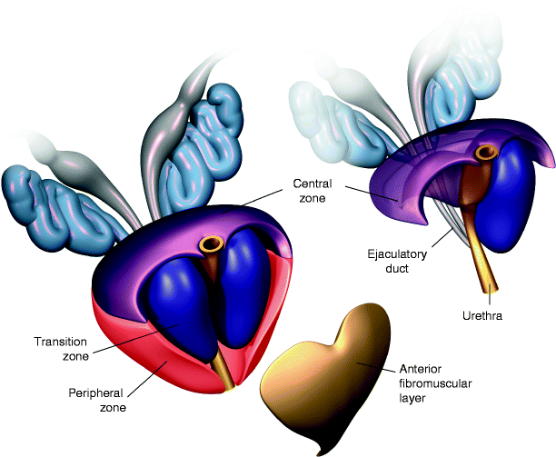 Anatomy and Normal Histology of the Prostate Pertinent to Biopsy ...