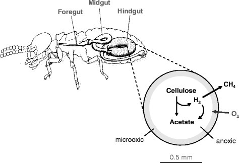 Microbial Symbioses in the Digestive Tract of Lower Termites | SpringerLink