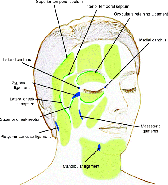 Anatomy of the Face and Neck | SpringerLink