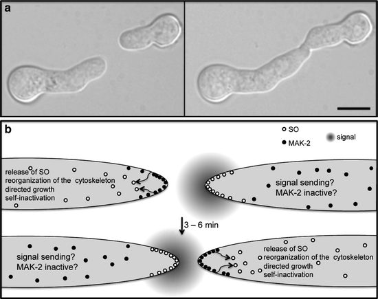 Hyphal Fusion | SpringerLink