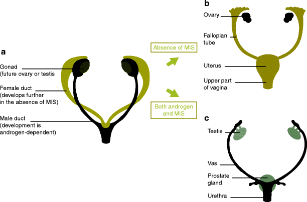 Complete Androgen Insensitivity Syndrome: A Guide for Parents and ...