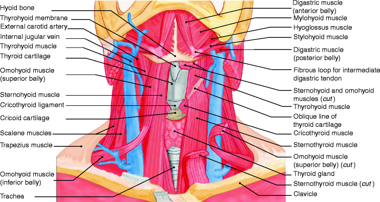 Surgical Anatomy in Minimally Invasive Thyroidectomy | SpringerLink