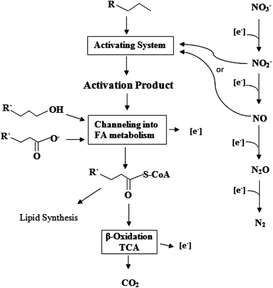 Microbial Degradation of Alkanes | SpringerLink