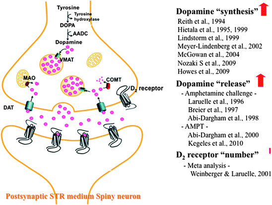 The Dopamine Dysfunction in Schizophrenia Revisited: New Insights into ...