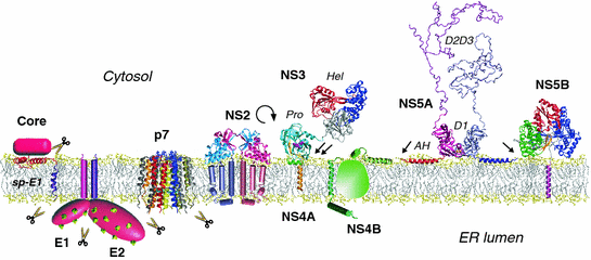 Hepatitis C Virus Proteins: From Structure to Function | SpringerLink