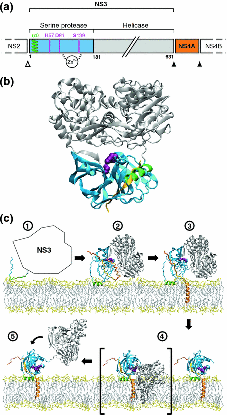 Hepatitis C Virus Proteins: From Structure to Function | SpringerLink