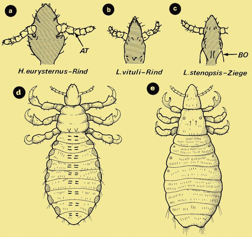 Linognathus vituli | SpringerLink