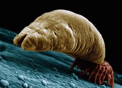 Monogenea | SpringerLink