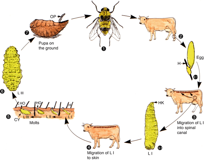 Myiasis, Animals | SpringerLink