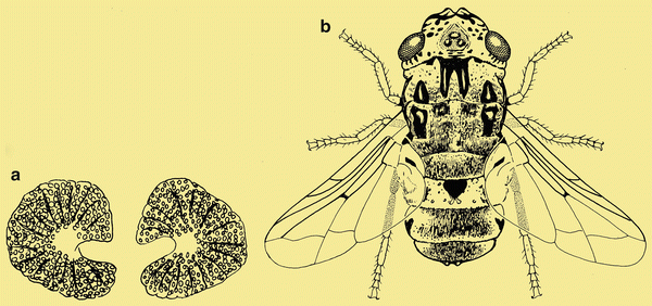 Myiasis, Animals | SpringerLink