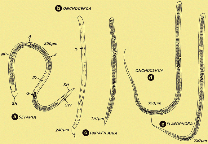 Filarial Worms of Animals | SpringerLink