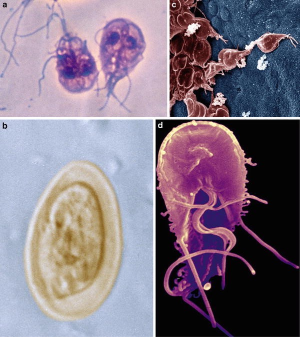 Giardia duodenalis | SpringerLink