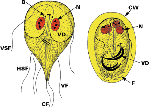 Giardia duodenalis | SpringerLink