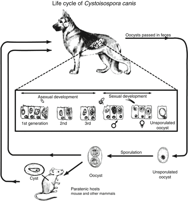 Cystoisospora | SpringerLink